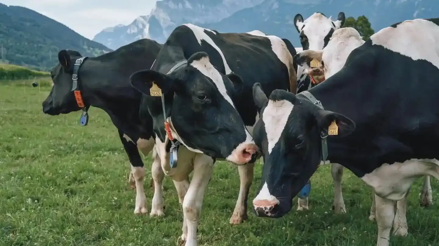 Mib Impex - Poultry & Livestock Solutions | Essential Oils & Herbal ...