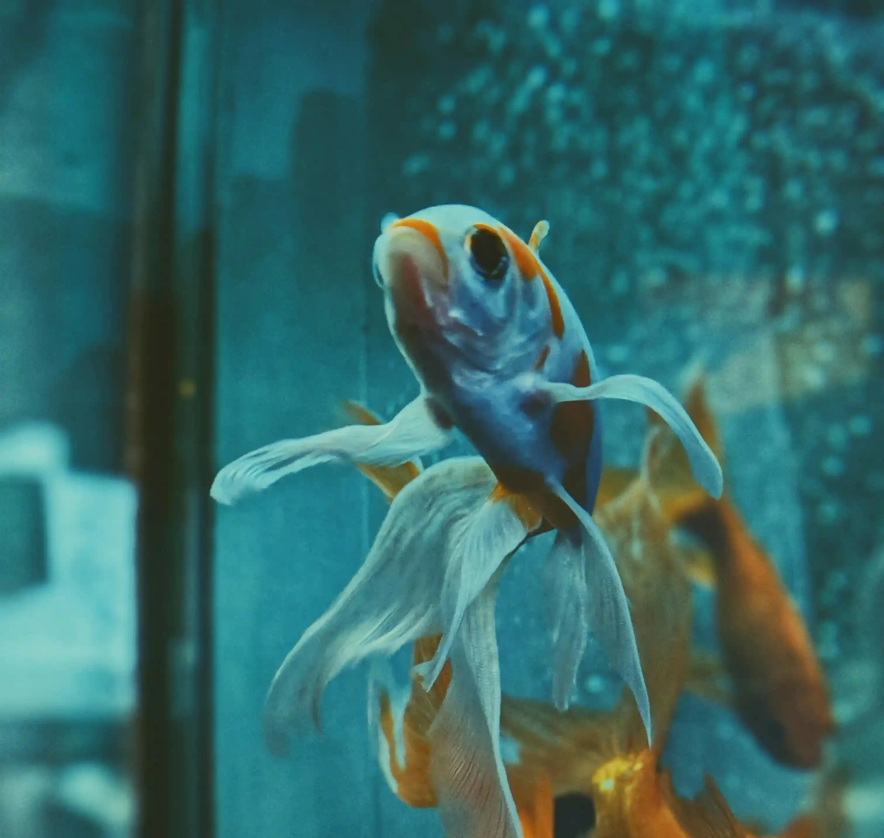 Mib Impex - Poultry & Livestock Solutions | Essential Oils & Herbal ...